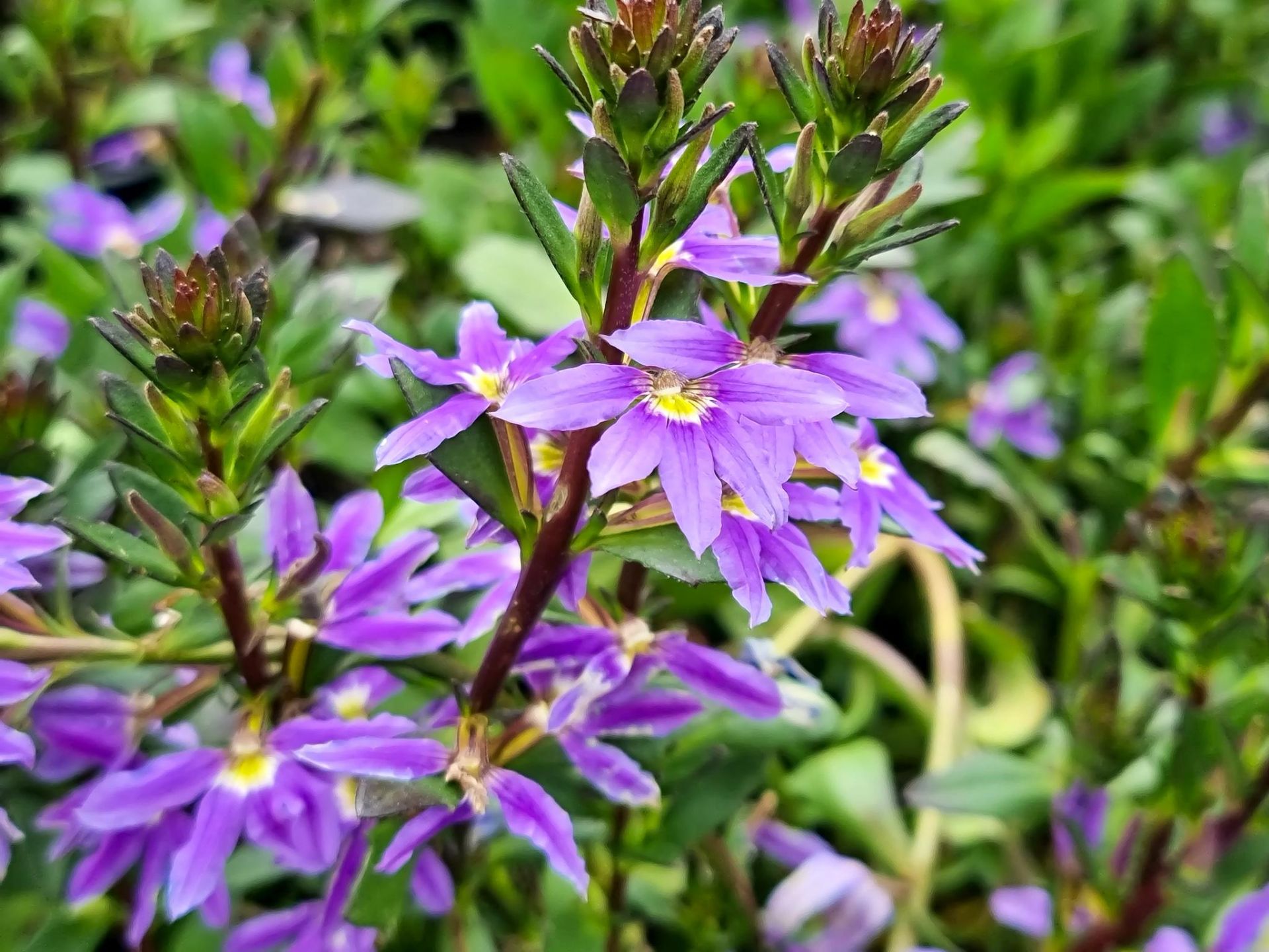 Scaevola aemula Purple Fanfare | Wholesale Nursery - Nurseries in ...