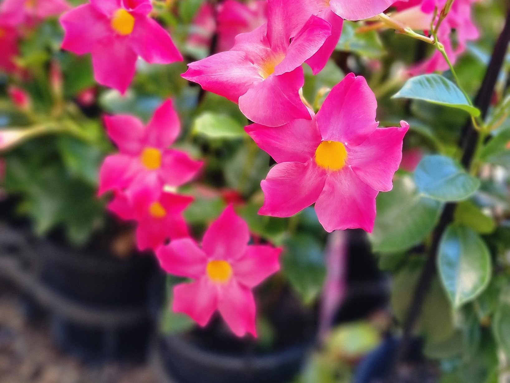 Mandevilla hybrida Aloha Hot Pink | Wholesale Nursery - Nurseries in ...