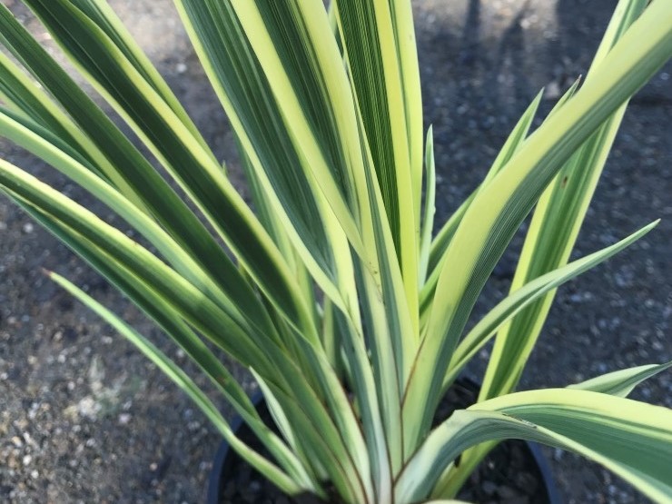 Phormium hybrida Duet | Wholesale Nursery - Nurseries in Melbourne ...