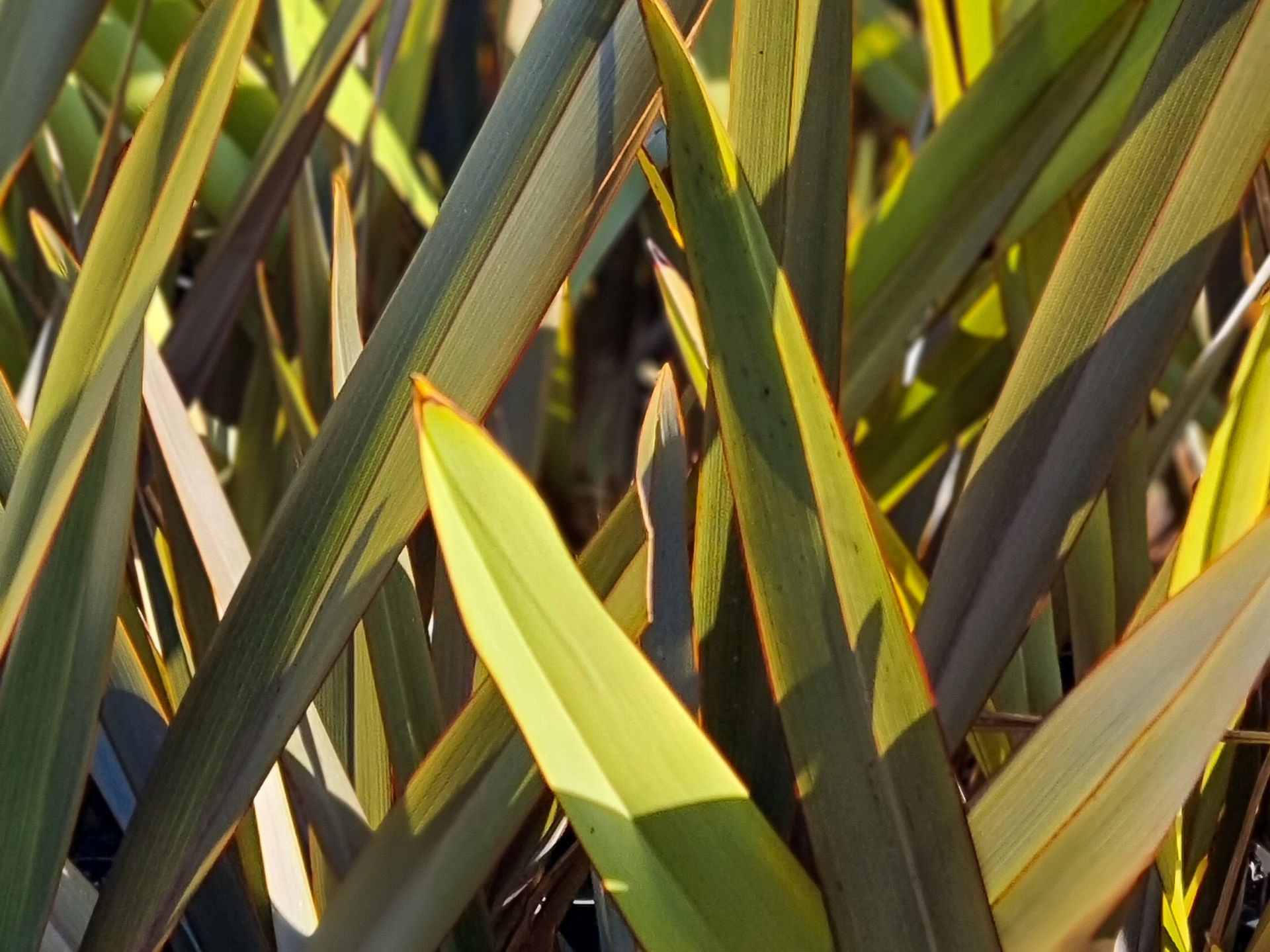 Phormium hybrida Sundowner | Wholesale Nursery - Nurseries in Melbourne ...