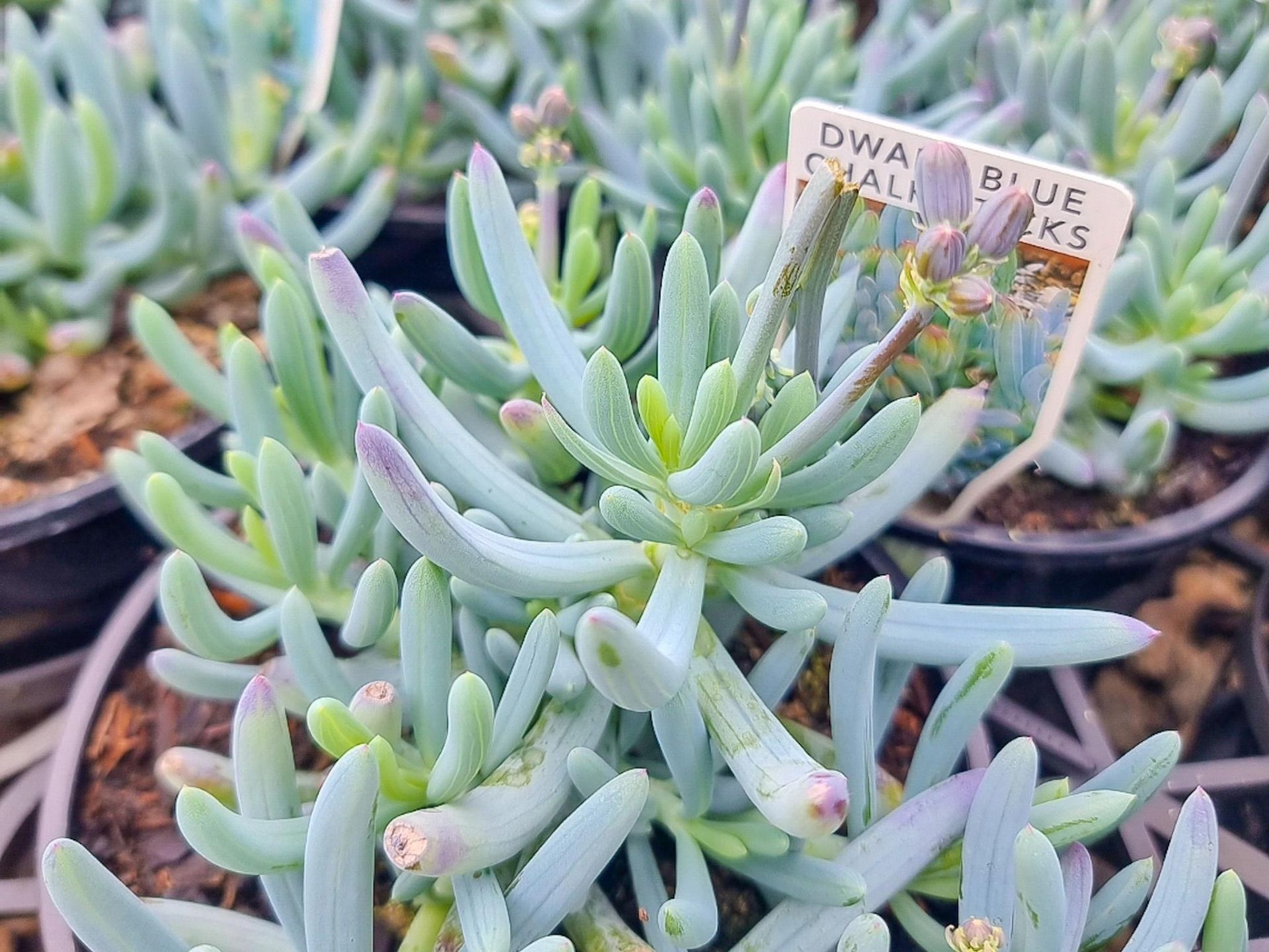 Senecio serpens Nana | Wholesale Nursery - Nurseries in Melbourne ...