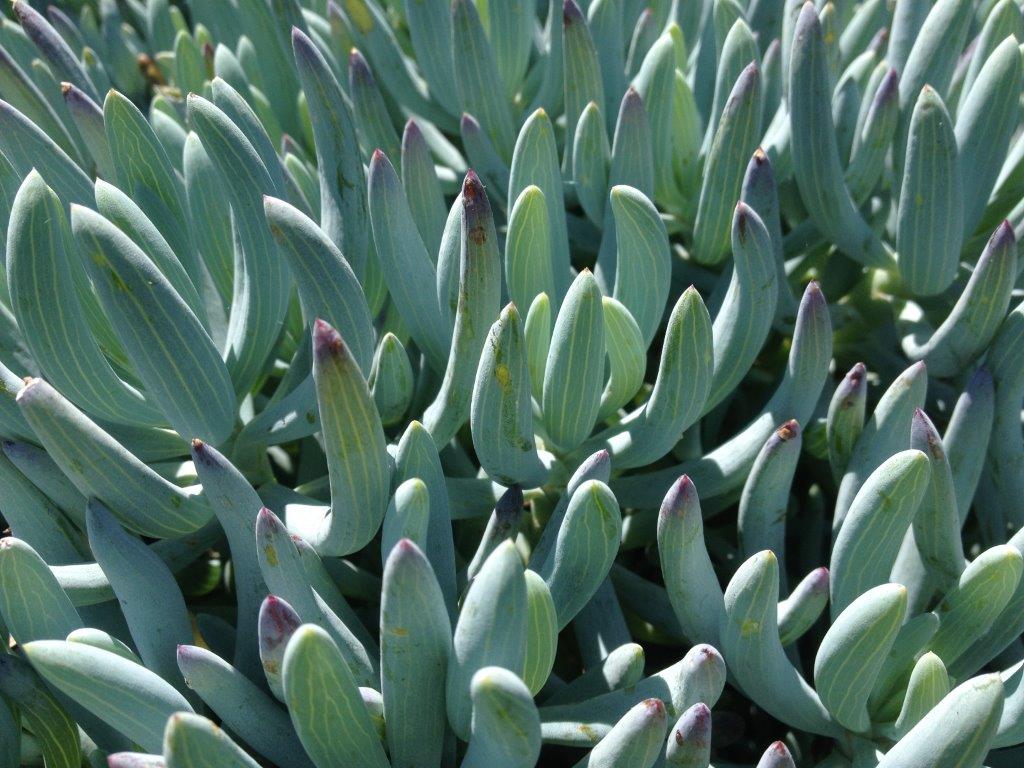 Senecio serpens Nana | Wholesale Nursery - Nurseries in Melbourne ...