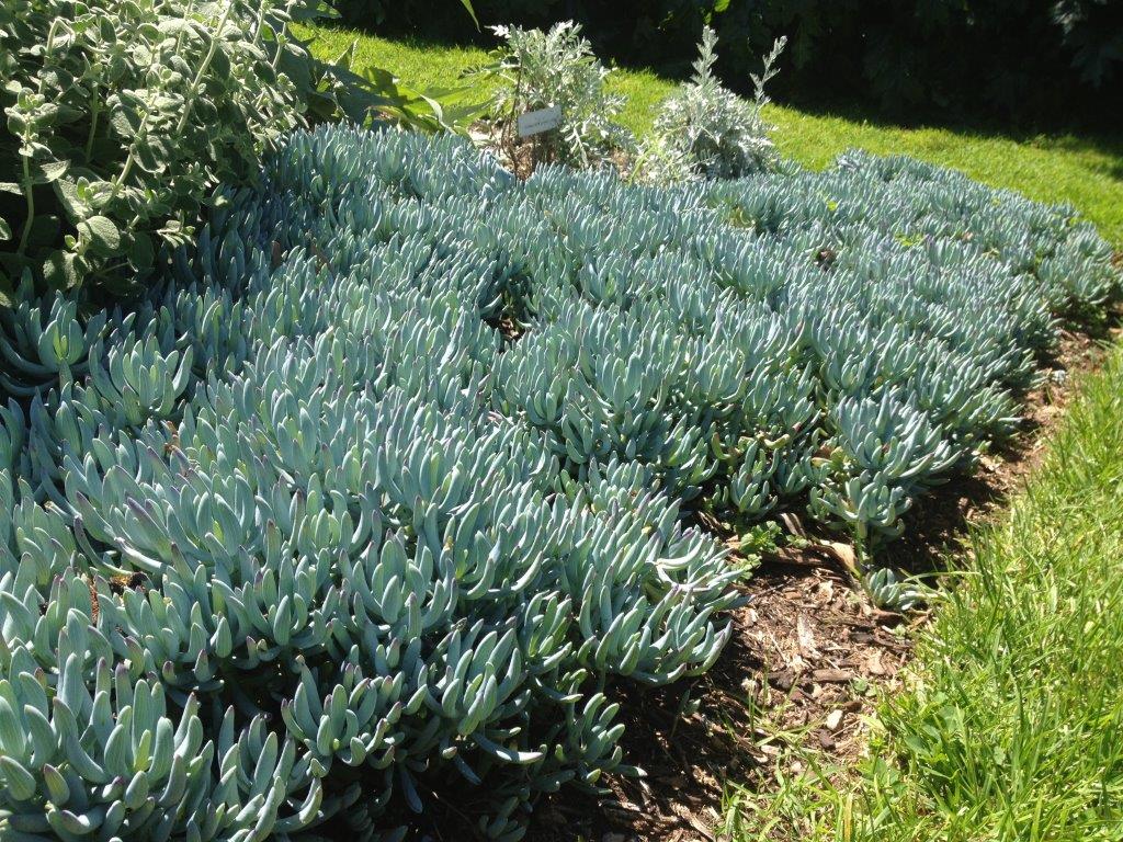 Senecio serpens Nana | Wholesale Nursery - Nurseries in Melbourne ...