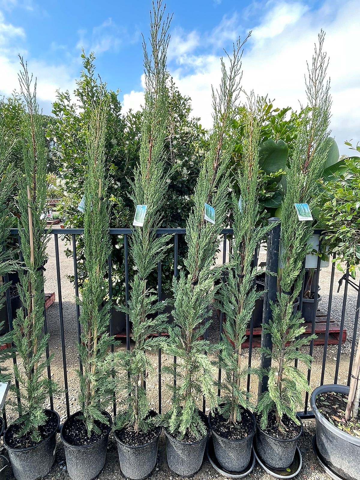 Cupressus sempervirens Nitschkes Needle | Wholesale Nursery - Nurseries ...