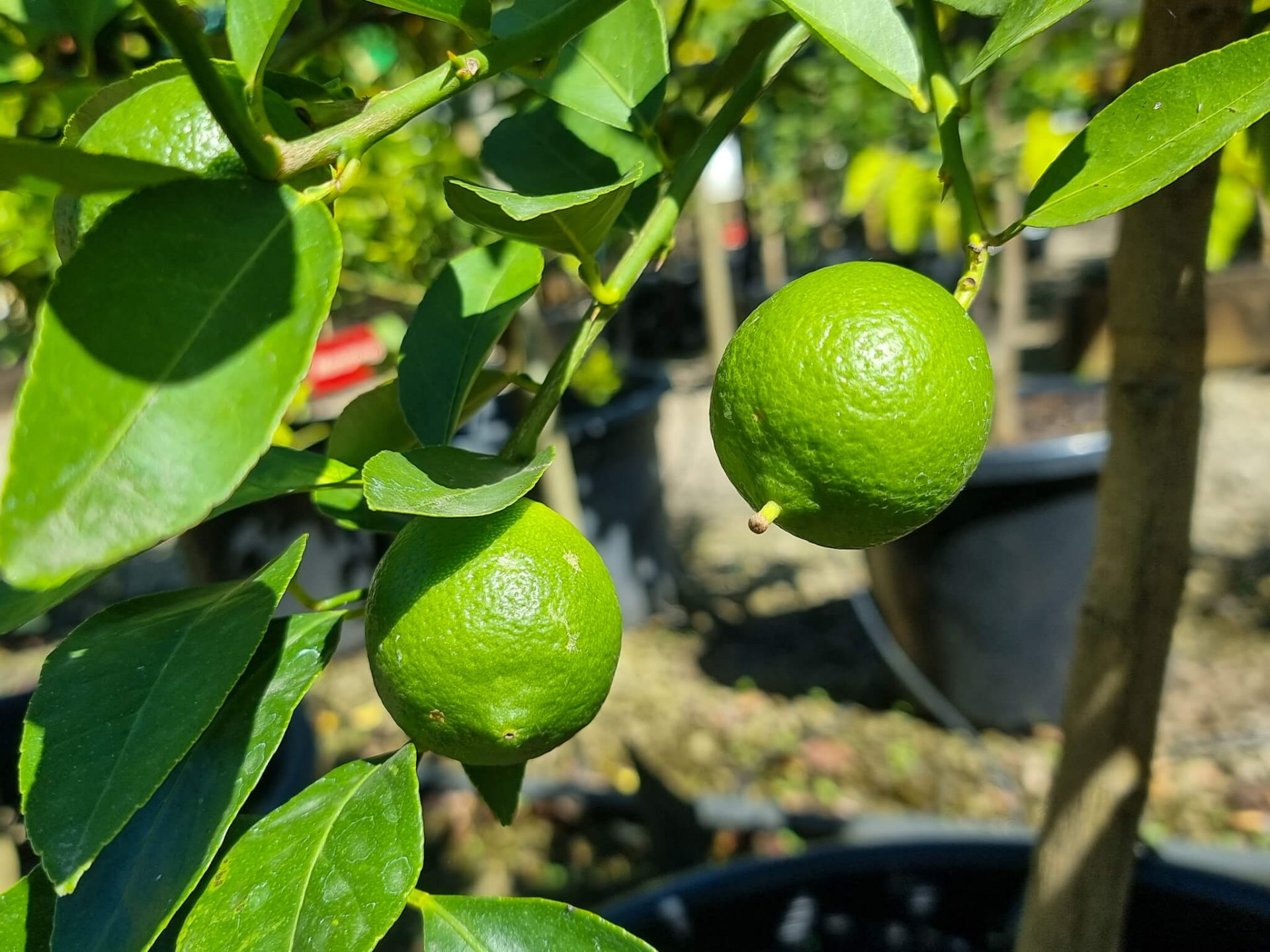 Citrus limon Meyer | Wholesale Nursery - Nurseries in Melbourne, Sydney ...