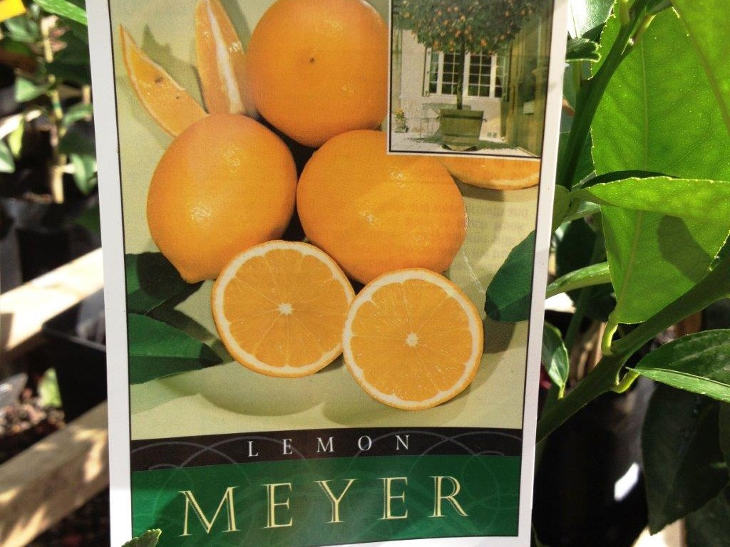 Citrus limon Meyer | Wholesale Nursery - Nurseries in Melbourne, Sydney ...