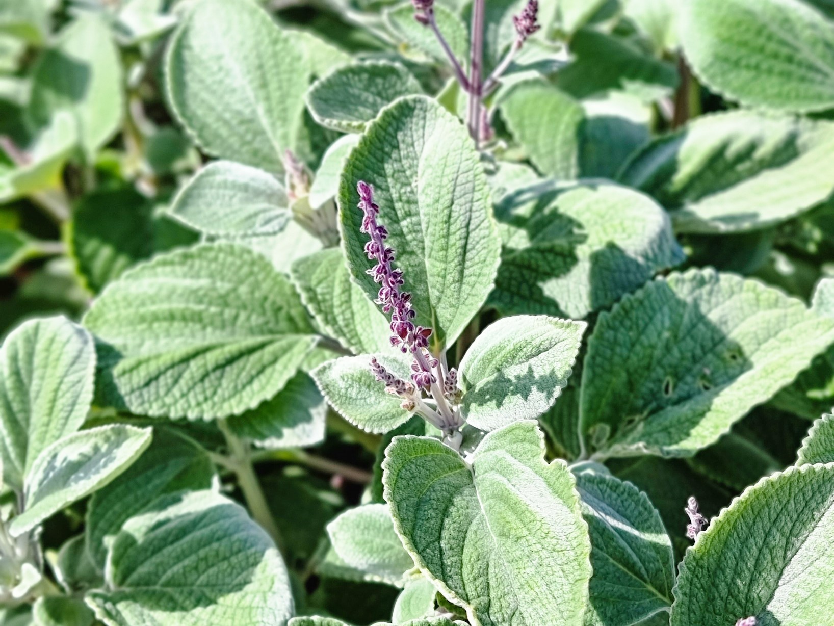 Plectranthus argentatus | Wholesale Nursery - Nurseries in Melbourne ...