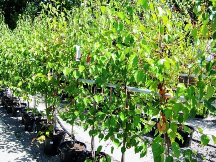 Pyrus ussuriensis | Wholesale Nursery - Nurseries in Melbourne ...