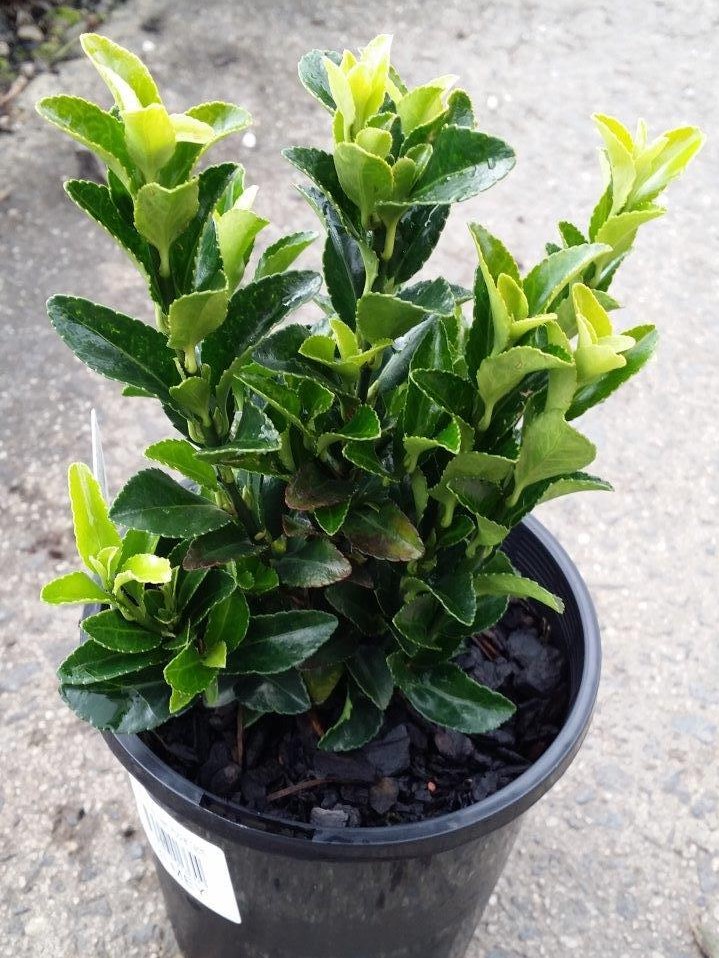 Euonymus japonicus Green Rocket | Wholesale Nursery - Nurseries in ...