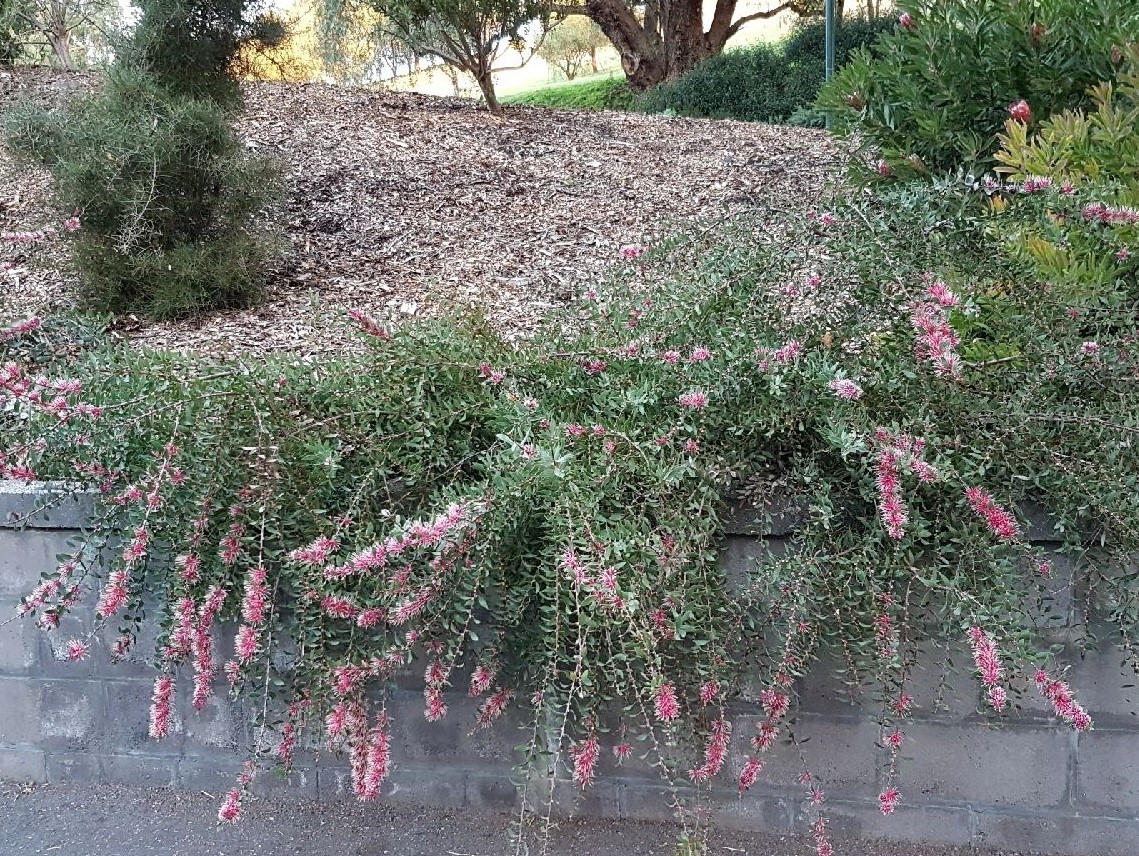 Hakea myrtoides petiolaris Burrendong Beauty | Wholesale Nursery ...