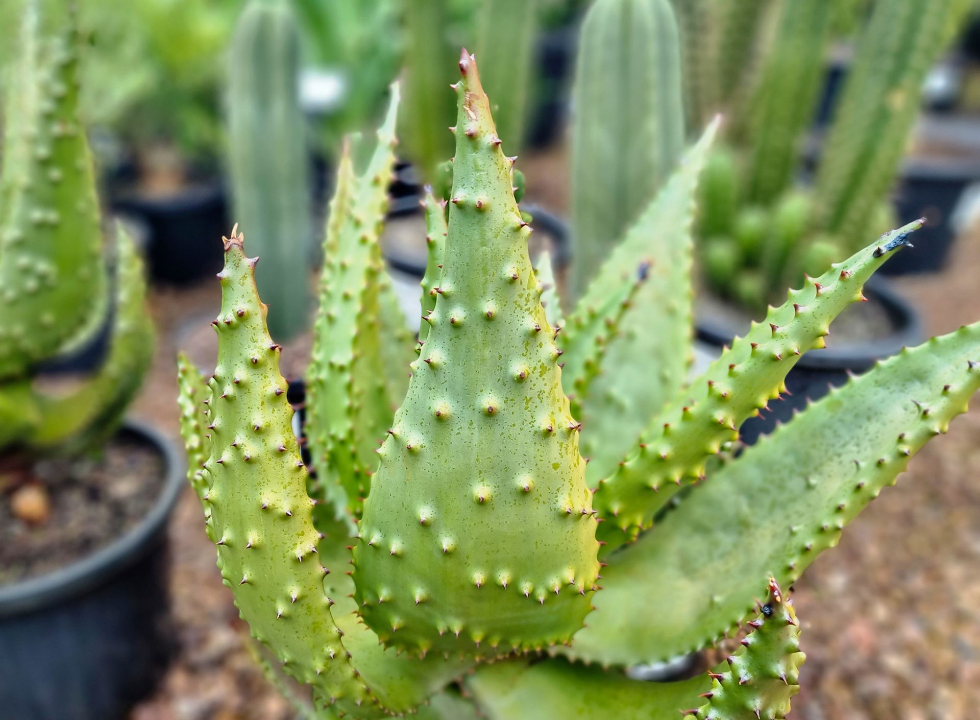 Aloe marlothii | Wholesale Nursery - Nurseries in Melbourne, Sydney ...