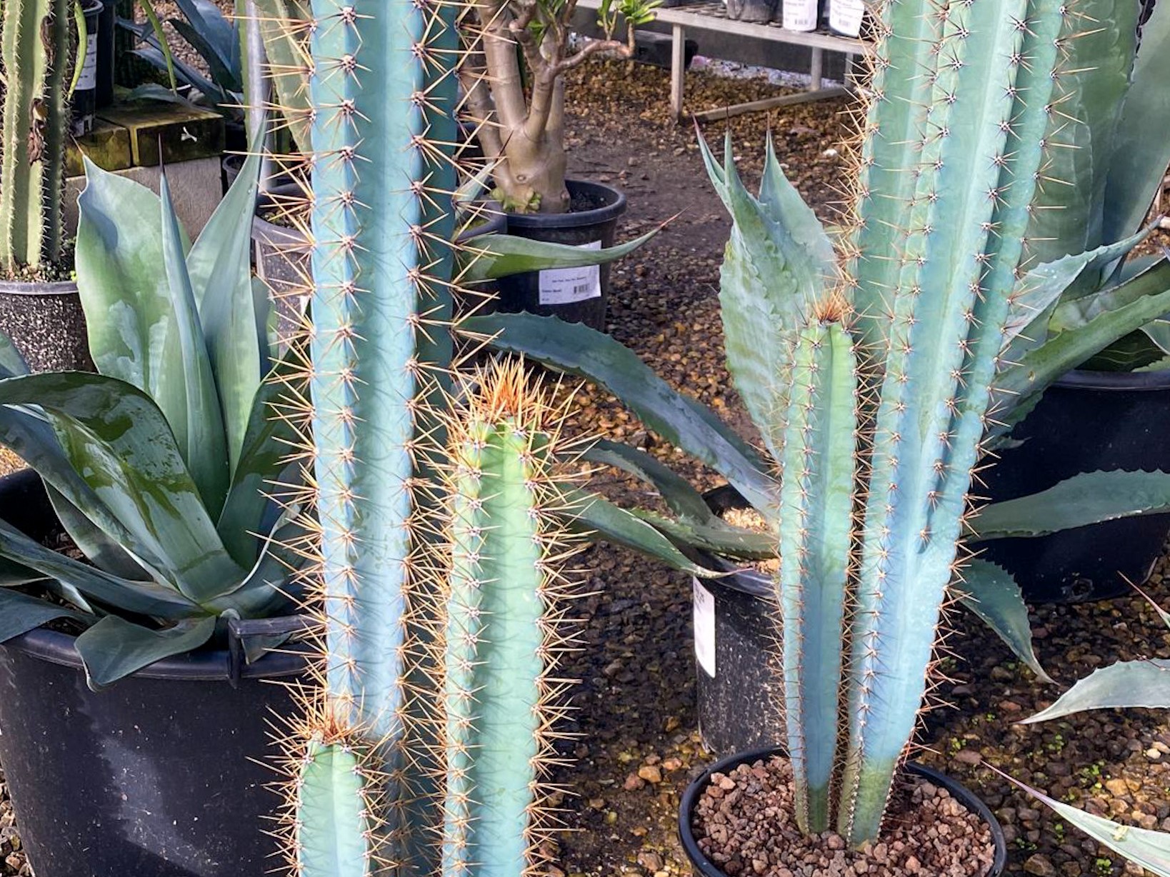 Cereus peruvianus | Wholesale Nursery - Nurseries in Melbourne, Sydney ...