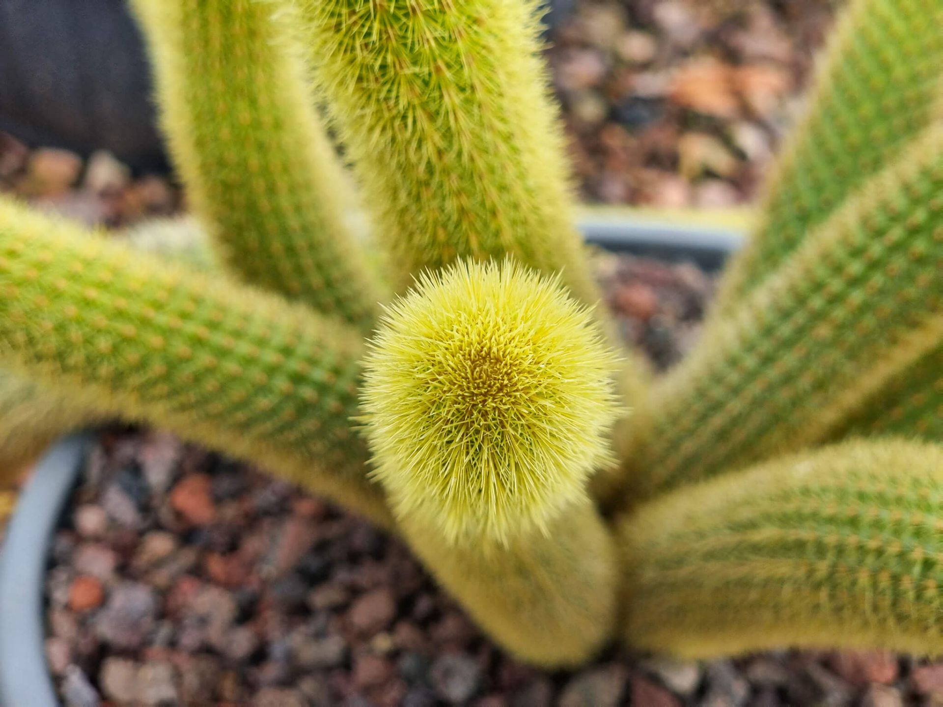 Cleistocactus winteri | Wholesale Nursery - Nurseries in Melbourne ...