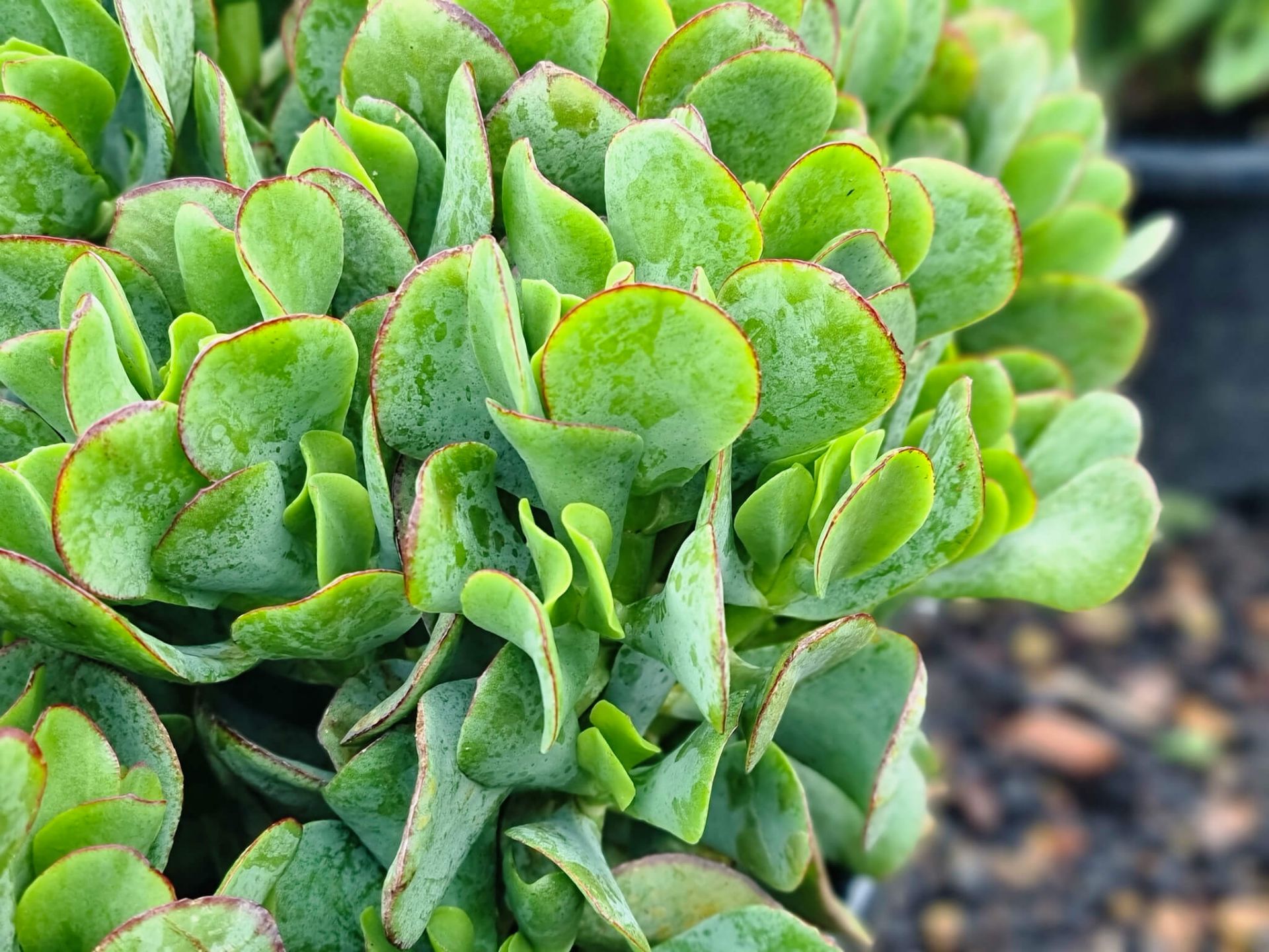Crassula ovata Blue Bird | Wholesale Nursery - Nurseries in Melbourne ...