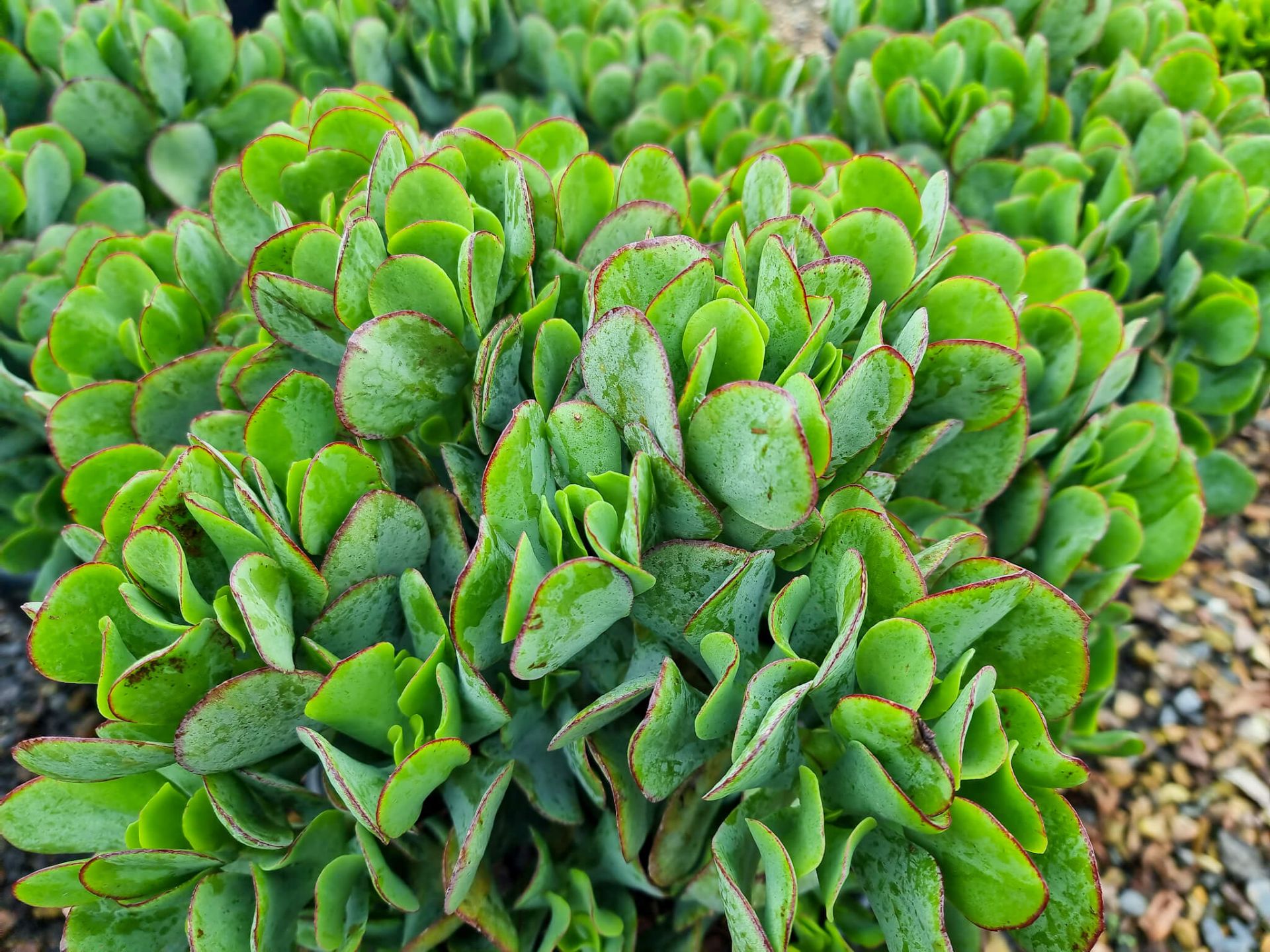 Crassula ovata Blue Bird | Wholesale Nursery - Nurseries in Melbourne ...