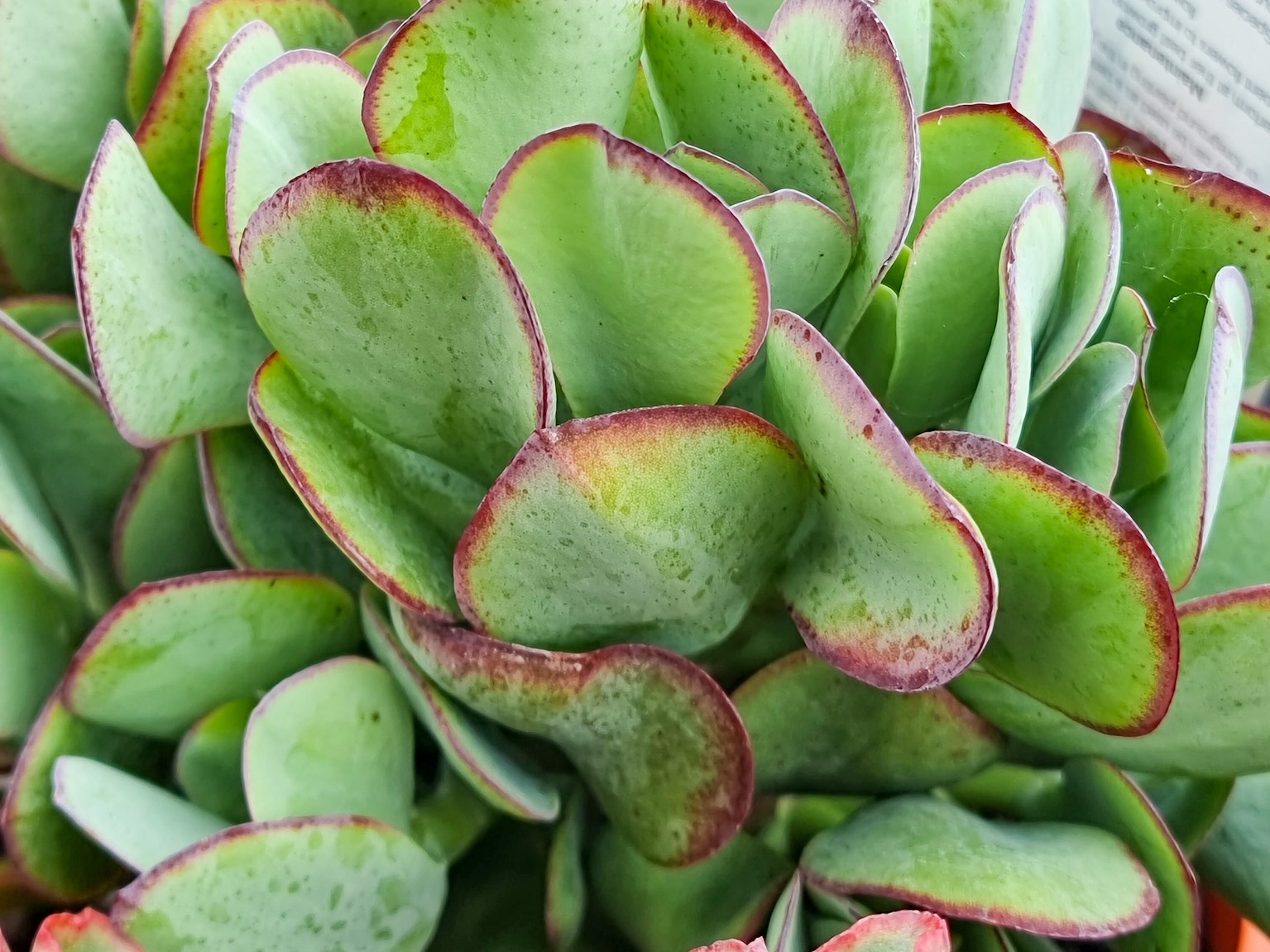 Crassula ovata Blue Bird | Wholesale Nursery - Nurseries in Melbourne ...