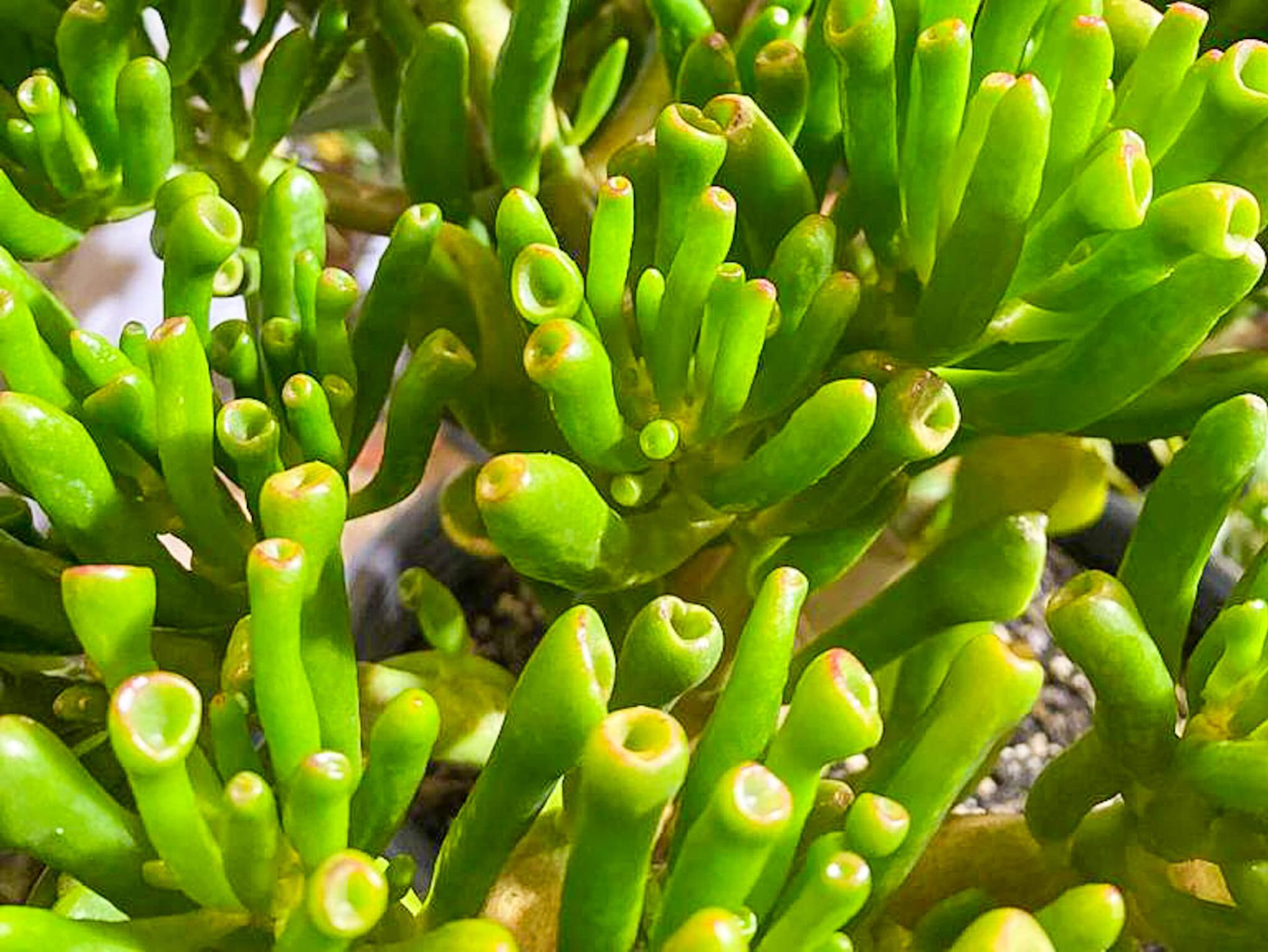 Crassula ovata Gollum | Wholesale Nursery - Nurseries in Melbourne ...