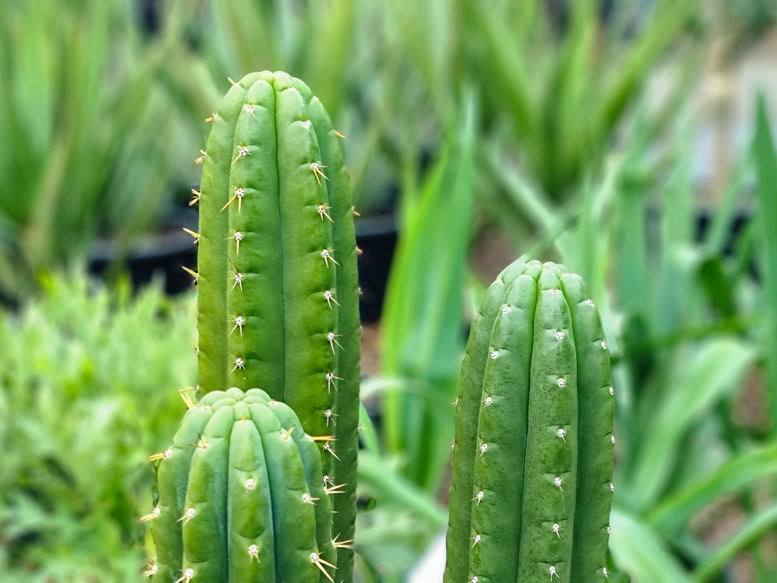 Trichocereus pachanoi | Wholesale Nursery - Nurseries in Melbourne ...