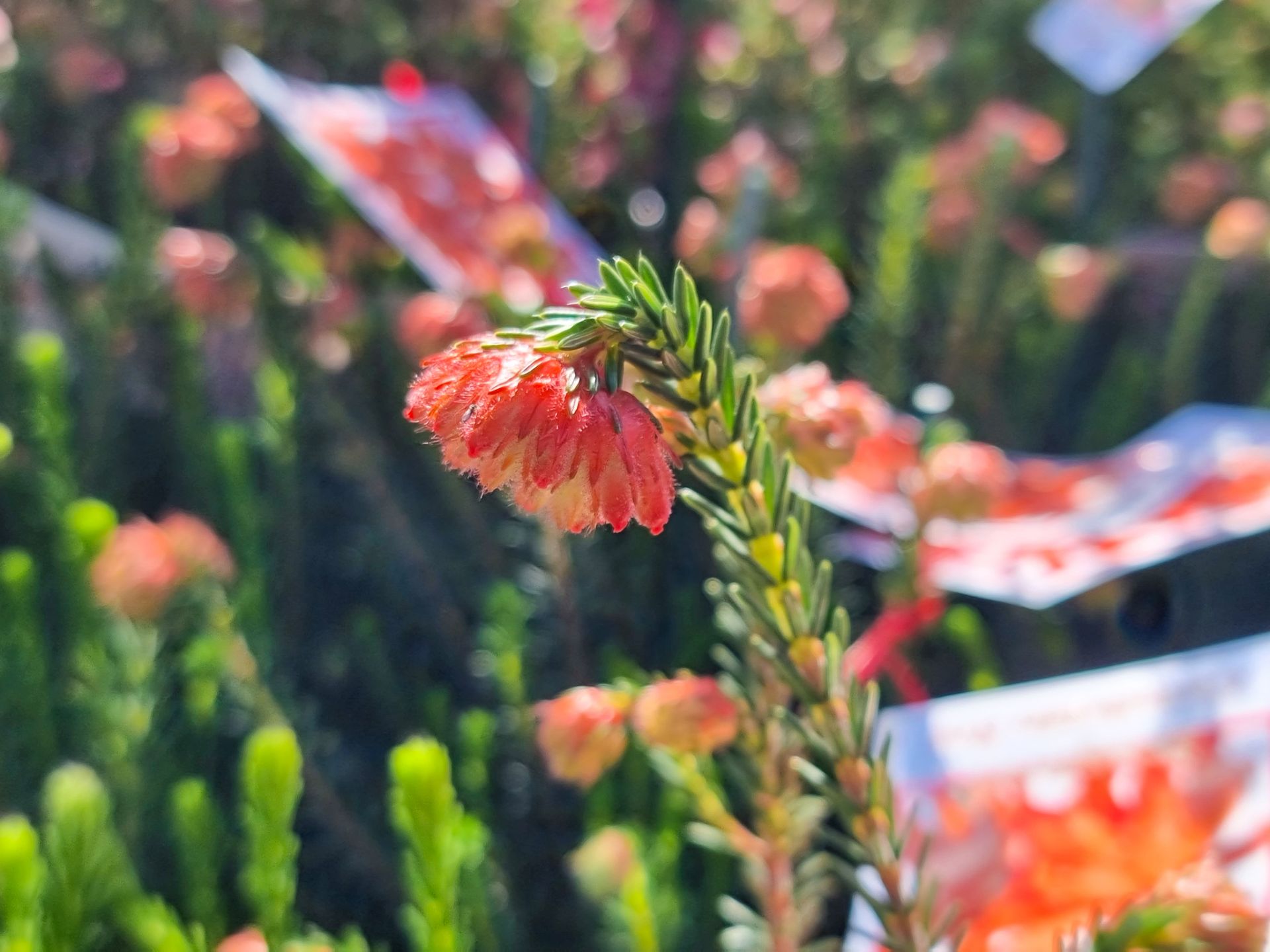 Erica cerinthoides Red | Wholesale Nursery - Nurseries in Melbourne ...