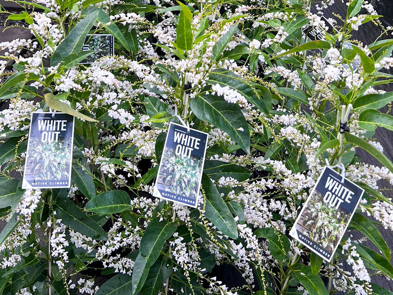 Hardenbergia violacea White Out | Wholesale Nursery - Nurseries in ...