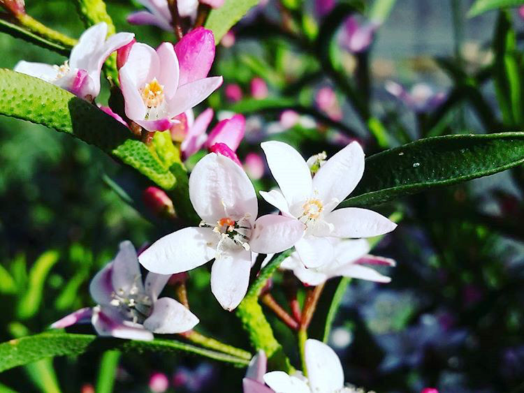 Philotheca myoporoides Winter Rouge | Wholesale Nursery - Nurseries in ...
