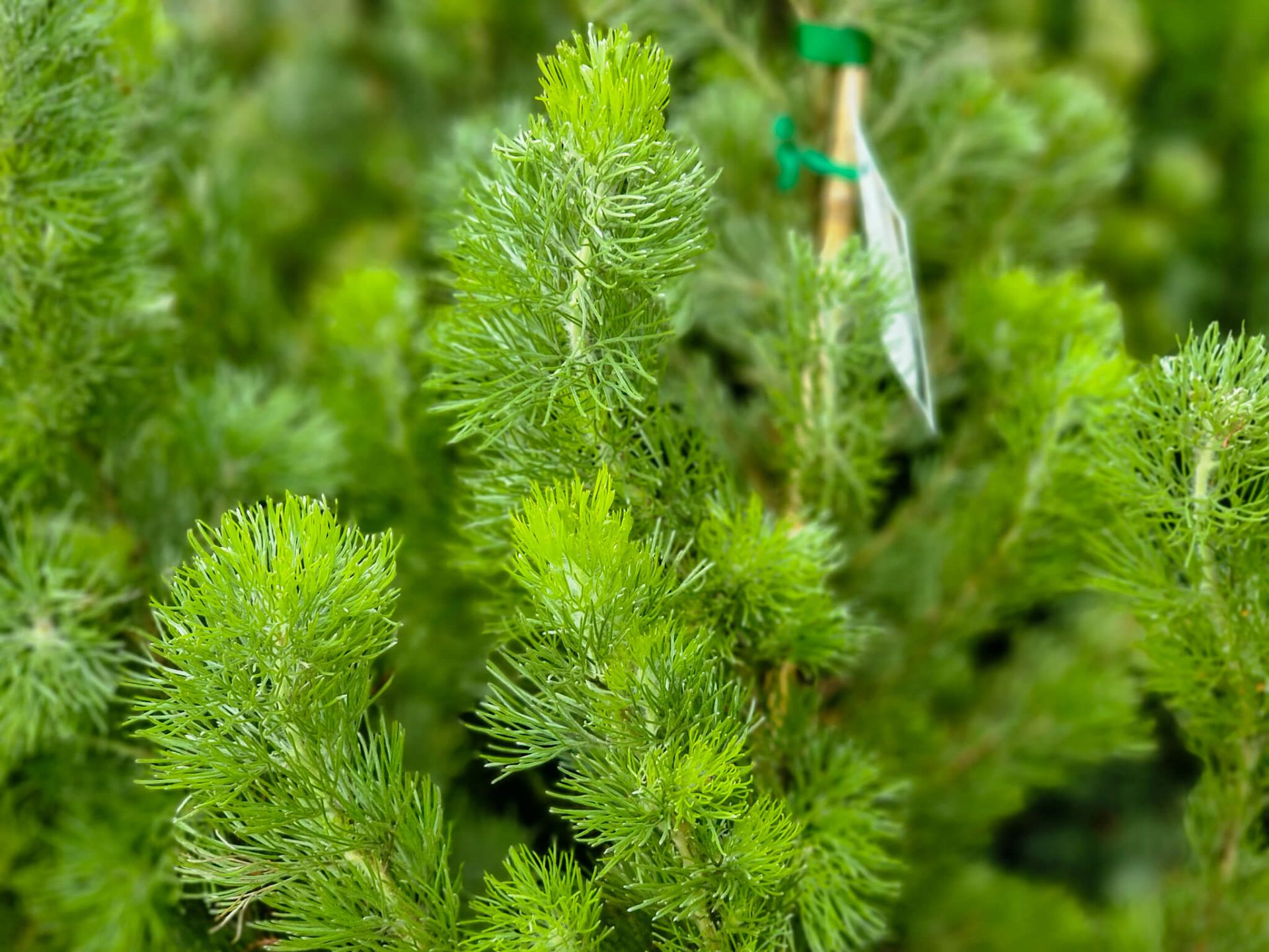 Adenanthos sericeus | Wholesale Nursery - Nurseries in Melbourne ...