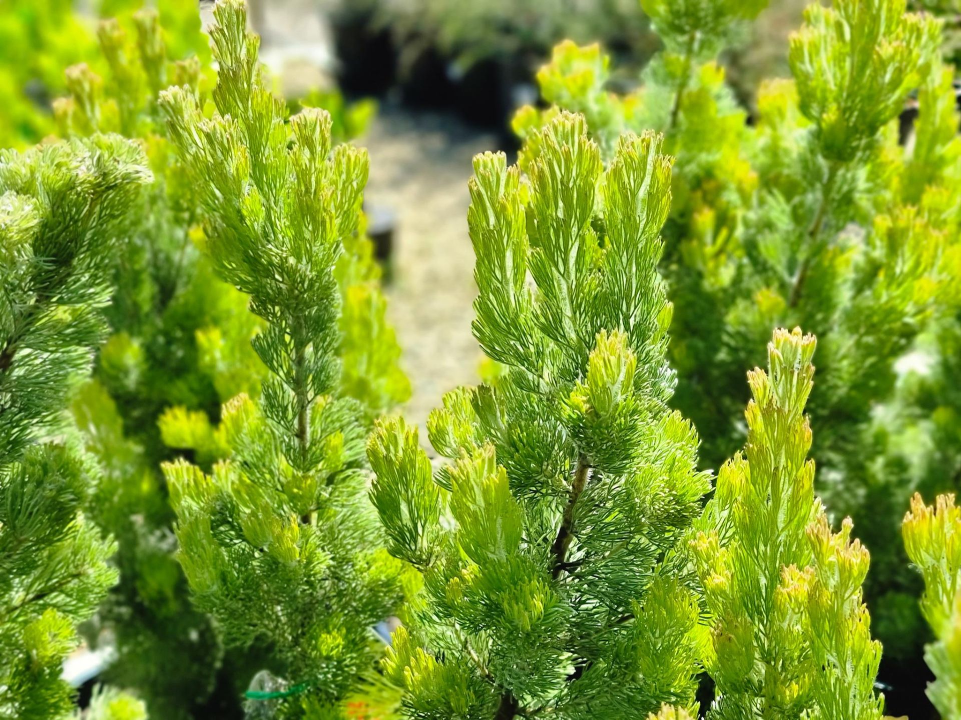 Adenanthos sericeus | Wholesale Nursery - Nurseries in Melbourne ...