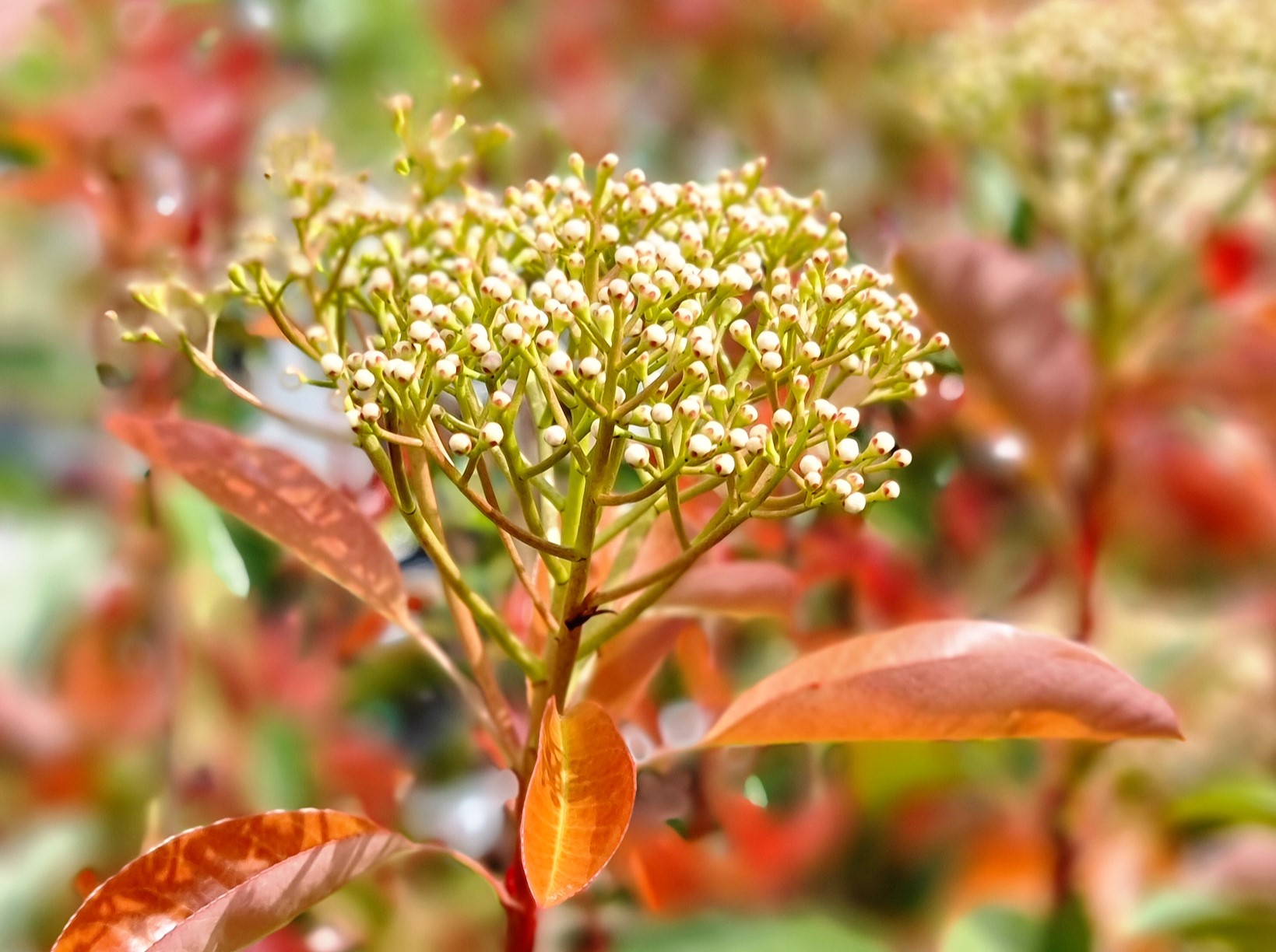 Photinia fraseri Robusta | Wholesale Nursery - Nurseries in Melbourne ...