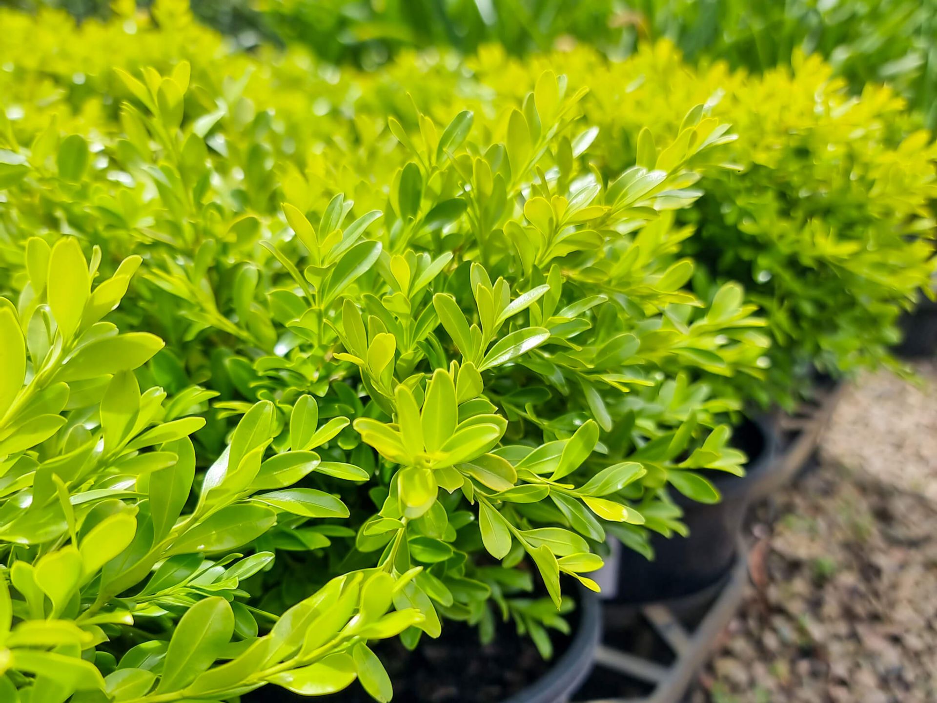 Buxus microphylla microphylla | Wholesale Nursery - Nurseries in ...