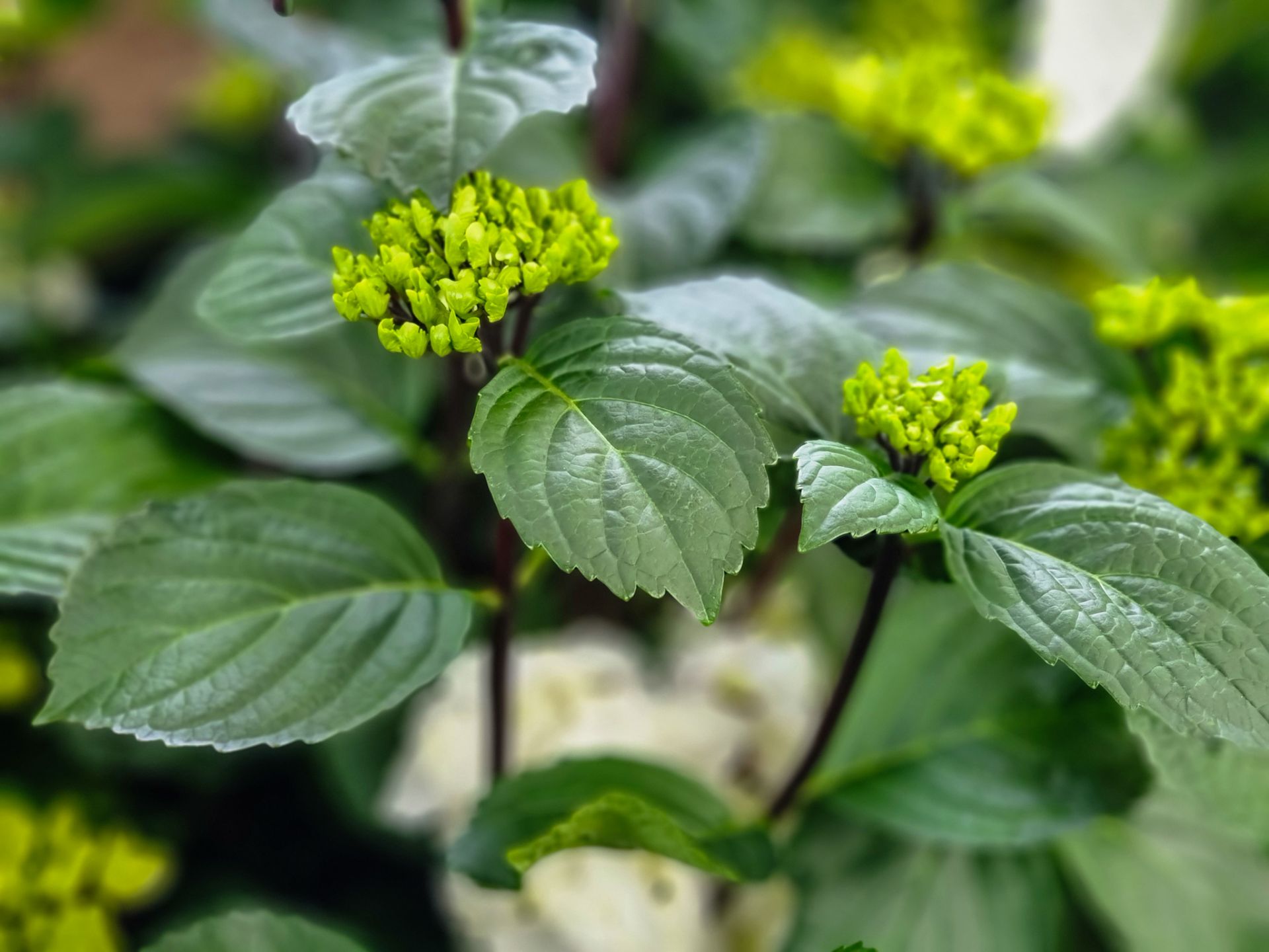 Hydrangea macrophylla White Knight | Wholesale Nursery - Nurseries in ...