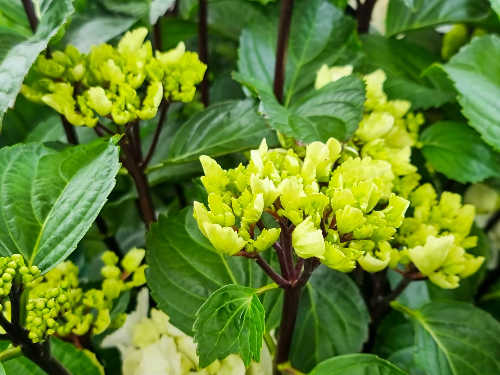 Hydrangea macrophylla White Knight | Wholesale Nursery - Nurseries in ...