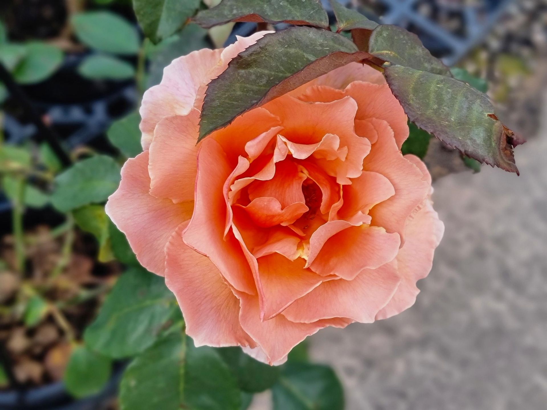 Rosa Just Joey | Wholesale Nursery - Nurseries in Melbourne & Brisbane ...
