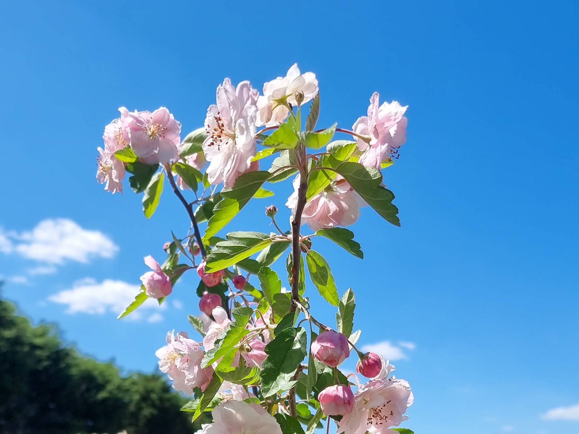 Malus ioensis Plena | Wholesale Nursery - Nurseries in Melbourne ...
