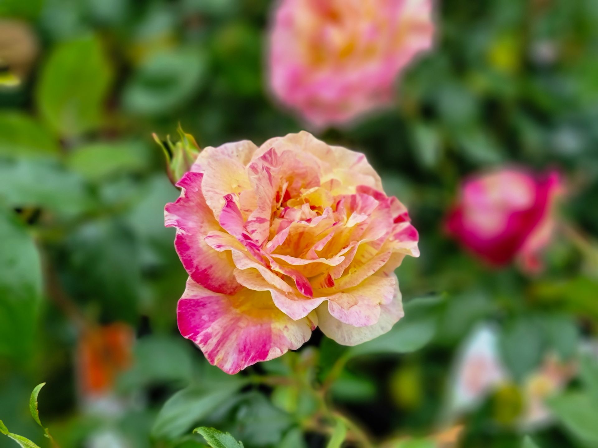 Rosa Camille Pissarro | Wholesale Nursery - Nurseries in Melbourne ...