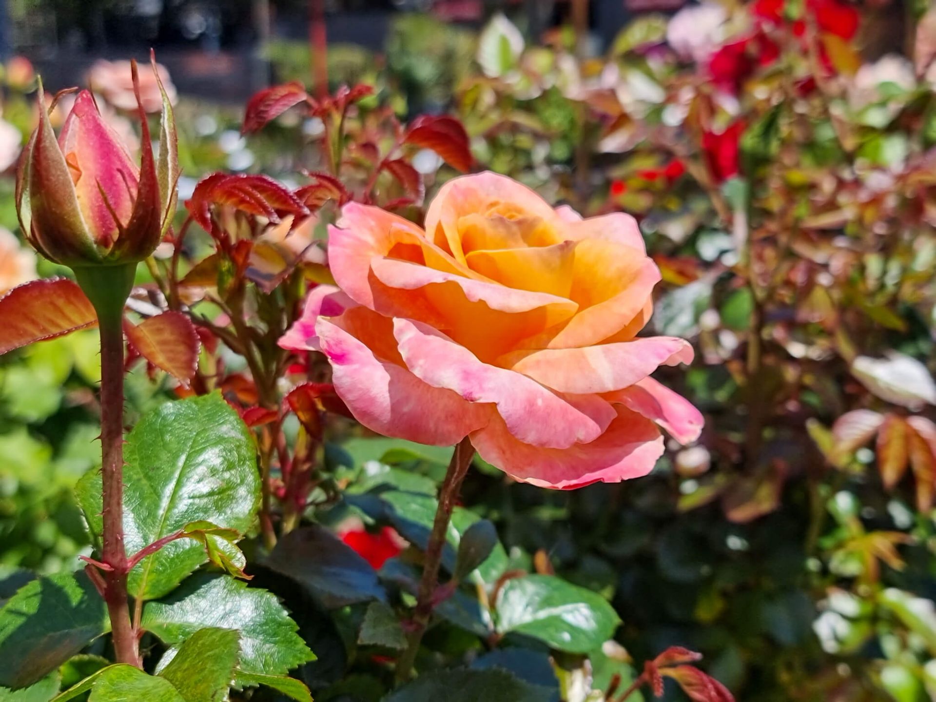 Rosa Daybreaker | Wholesale Nursery - Nurseries in Melbourne & Brisbane ...