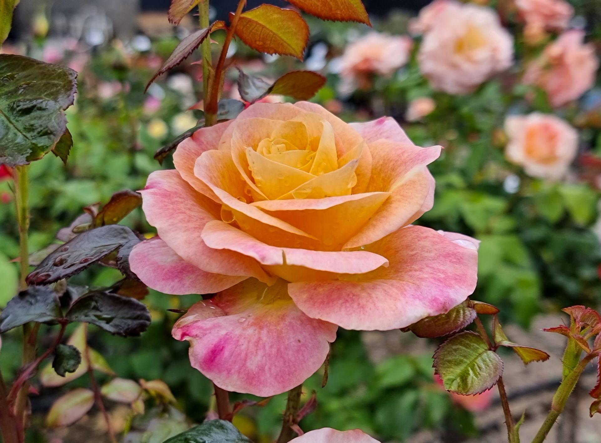 Rosa Daybreaker | Wholesale Nursery - Nurseries in Melbourne & Brisbane ...