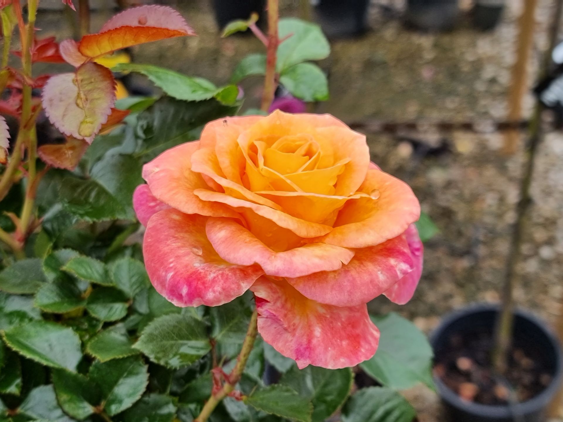 Rosa Daybreaker | Wholesale Nursery - Nurseries in Melbourne & Brisbane ...