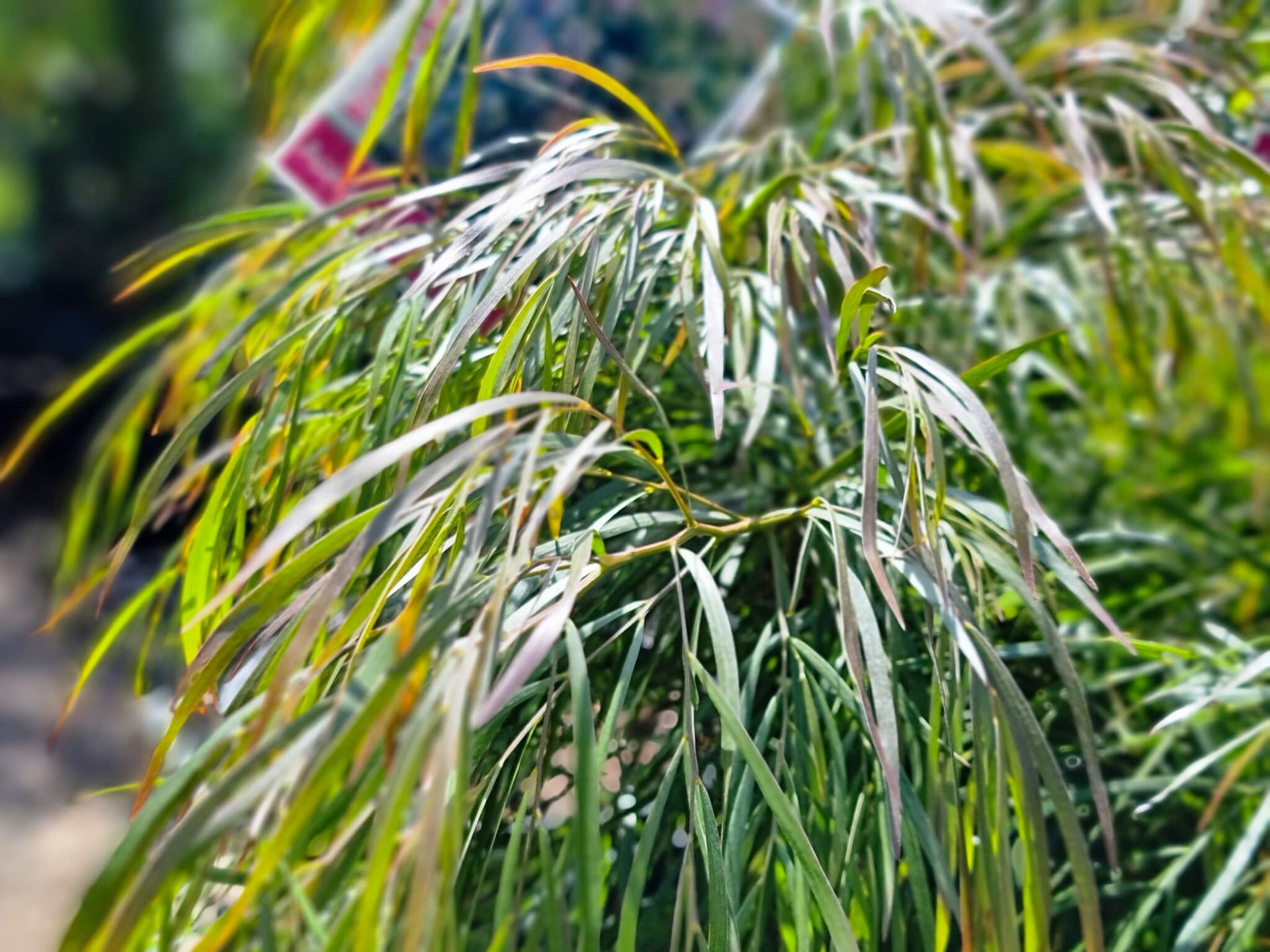Acacia cognata Burgundy Cascade | Wholesale Nursery - Nurseries in ...