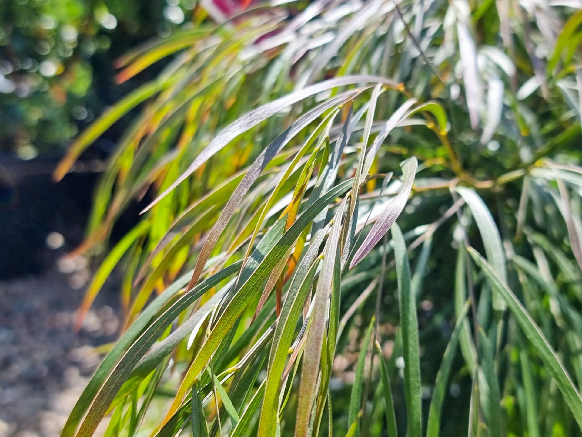 Acacia cognata Burgundy Cascade | Wholesale Nursery - Nurseries in ...