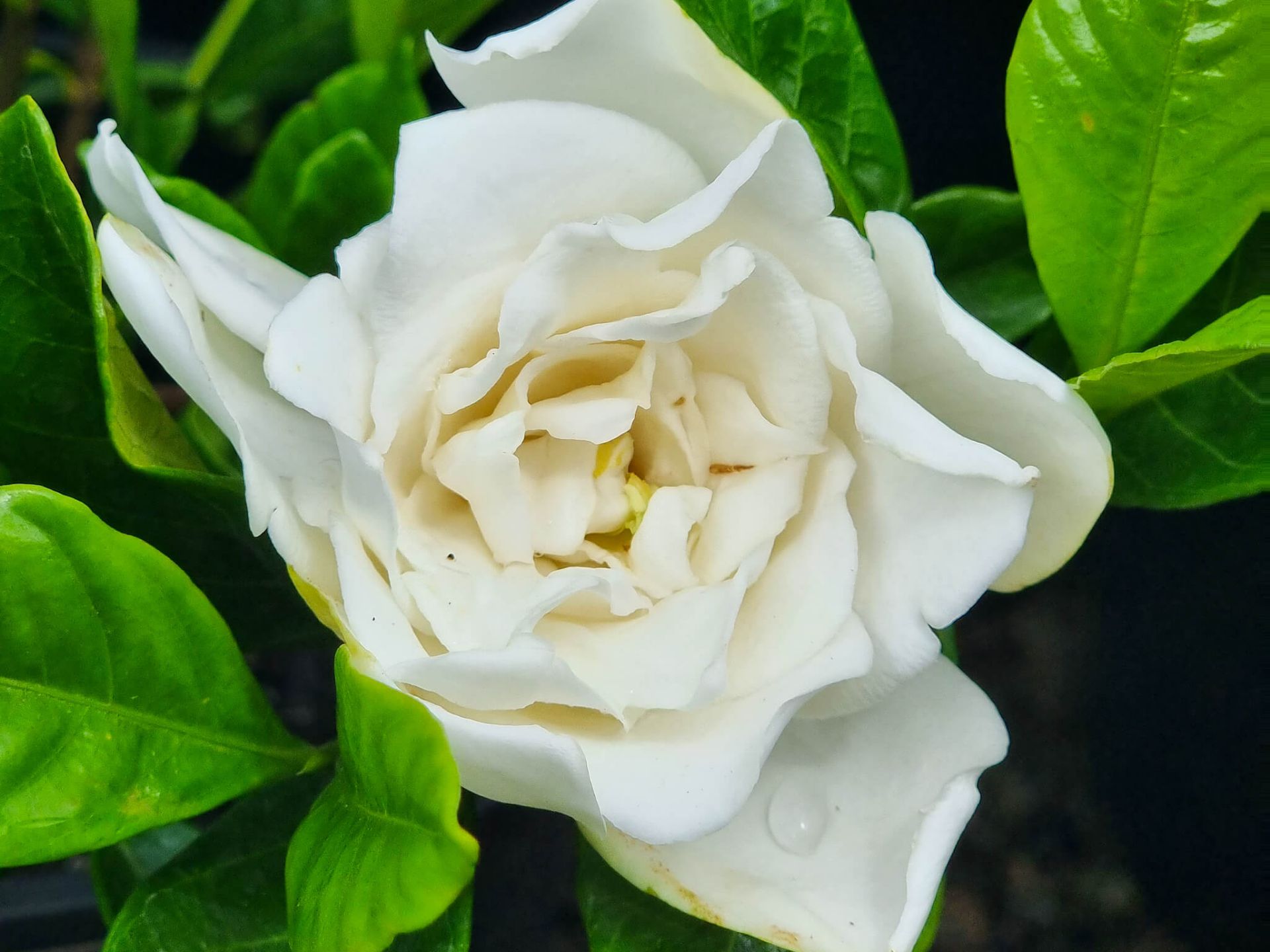Gardenia augusta Magnifica | Wholesale Nursery - Nurseries in Melbourne ...