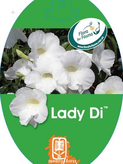 Pandorea jasminoides Lady Di | Wholesale Nursery - Nurseries in ...