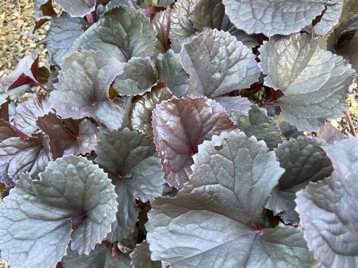 Ligularia dentata Pandora | Wholesale Nursery - Nurseries in Melbourne ...