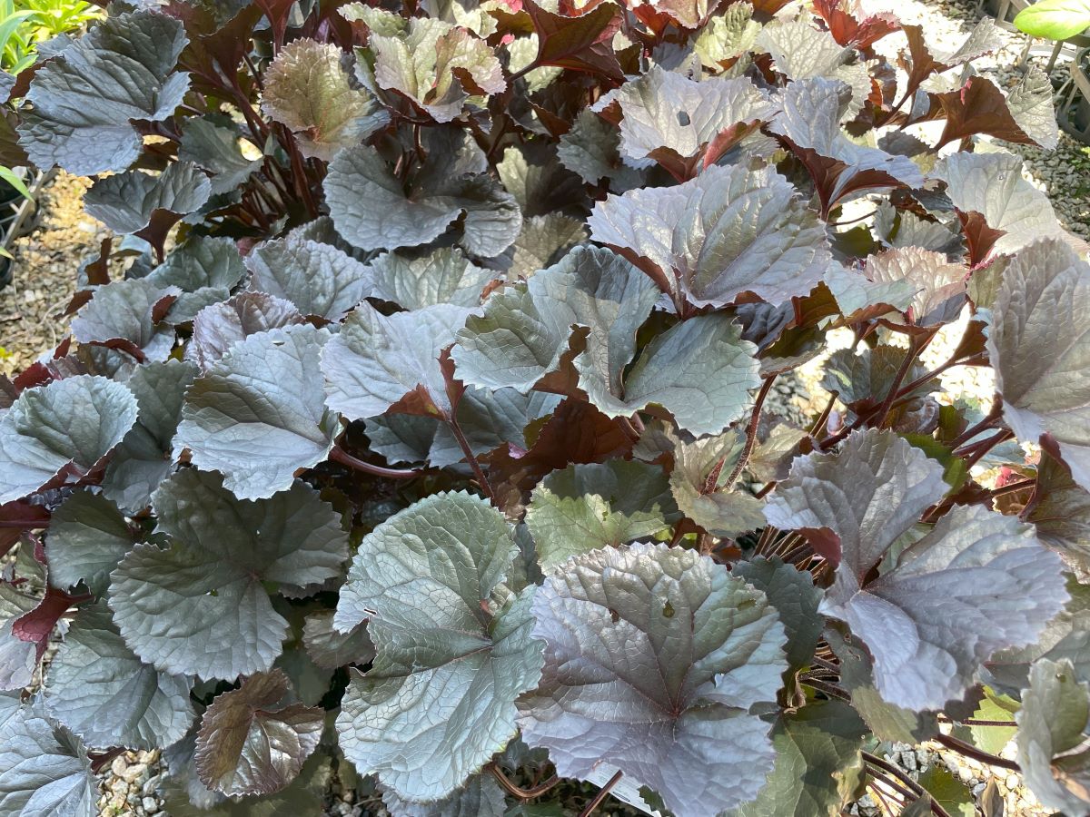 Ligularia dentata Pandora | Wholesale Nursery - Nurseries in Melbourne ...