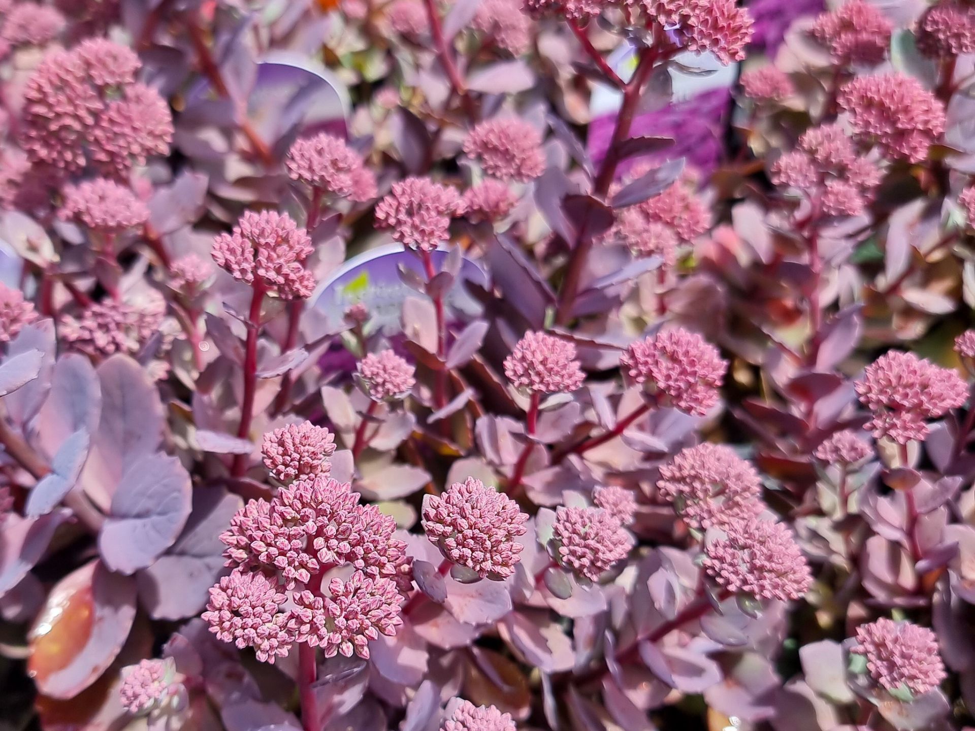 Sedum hybrida Superstar | Wholesale Nursery - Nurseries in Melbourne ...