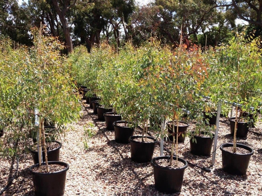 Eucalyptus melliodora | Wholesale Nursery - Nurseries in Melbourne ...