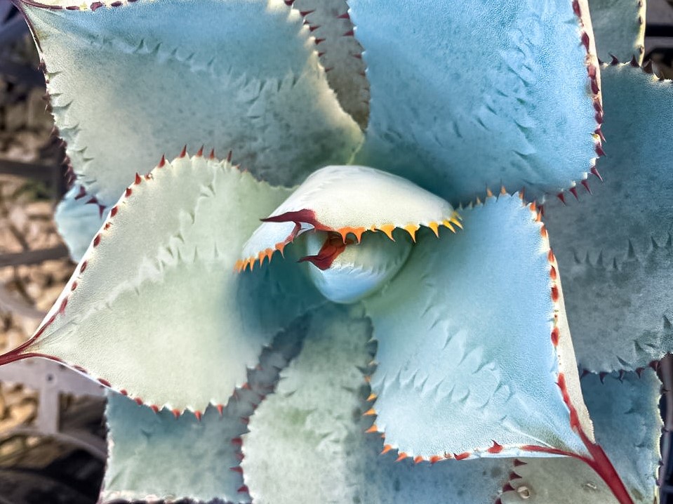 Agave pygmae Dragon Toes | Wholesale Nursery - Nurseries in Melbourne ...