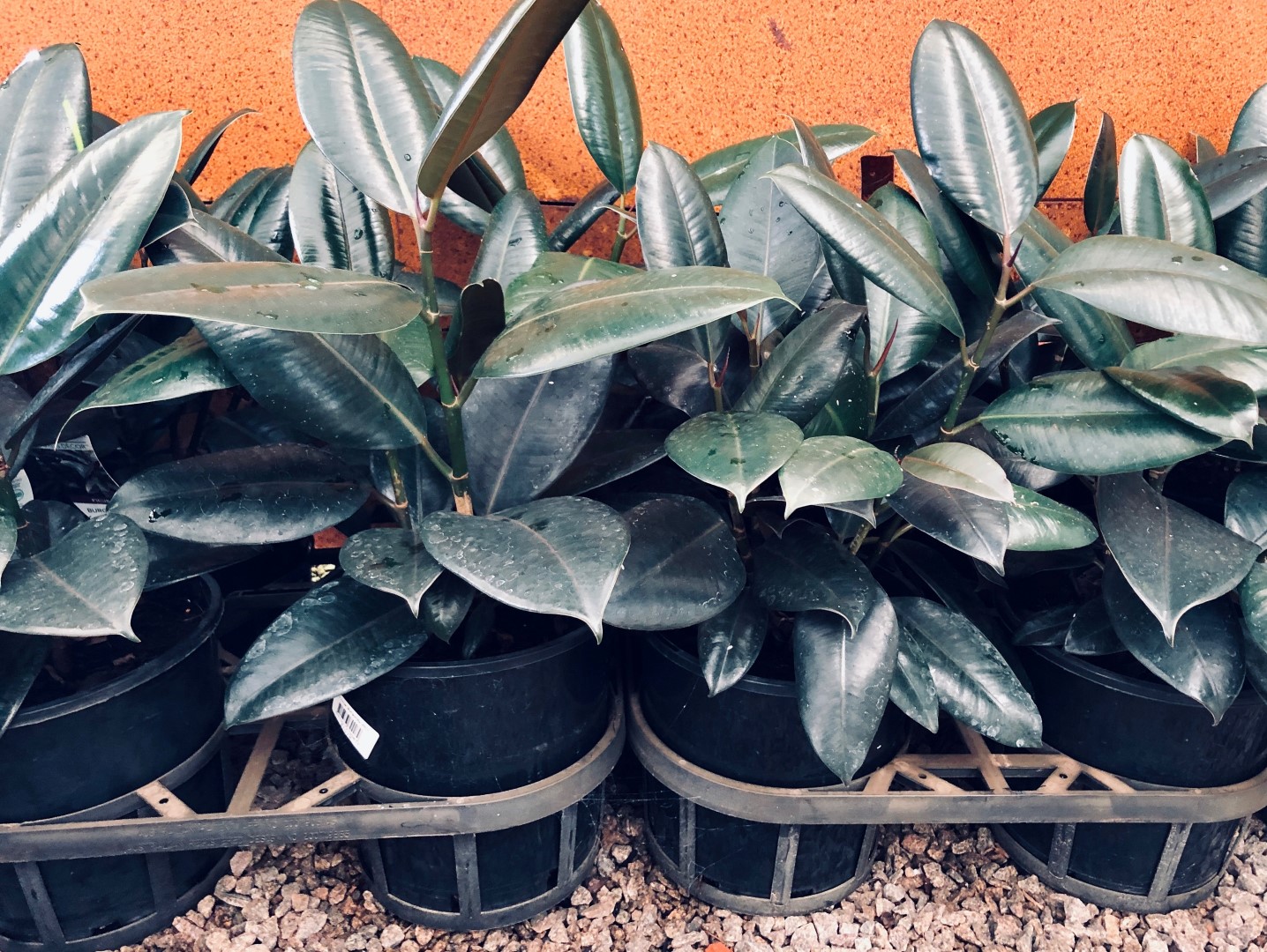 Ficus elastica Burgundy | Wholesale Nursery - Nurseries in Melbourne ...