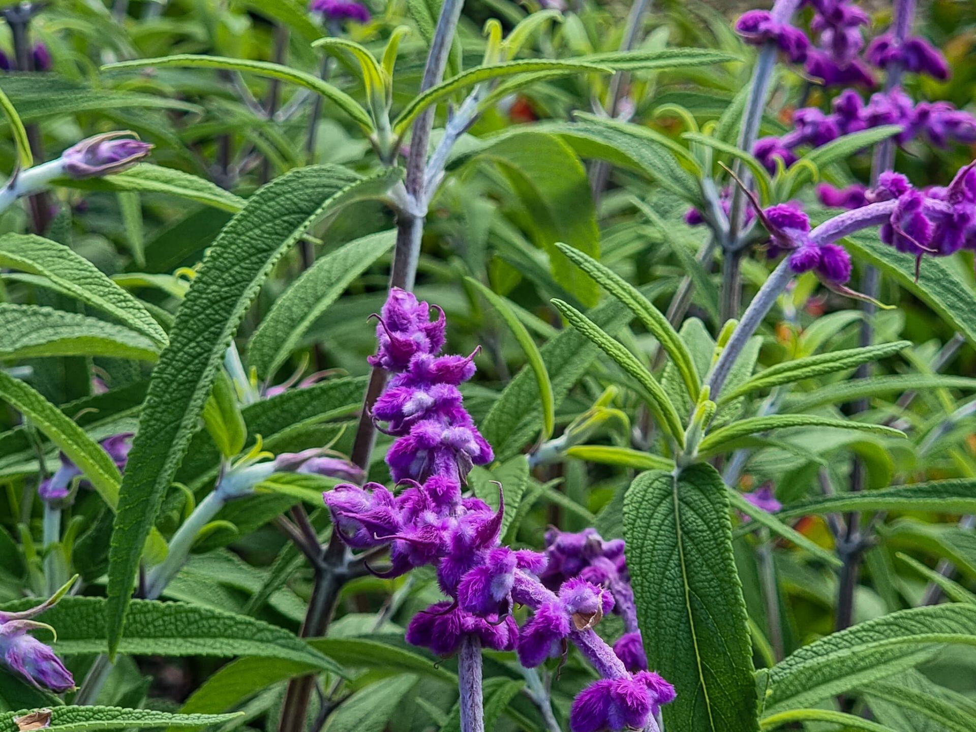 Salvia leucantha | Wholesale Nursery - Nurseries in Melbourne ...