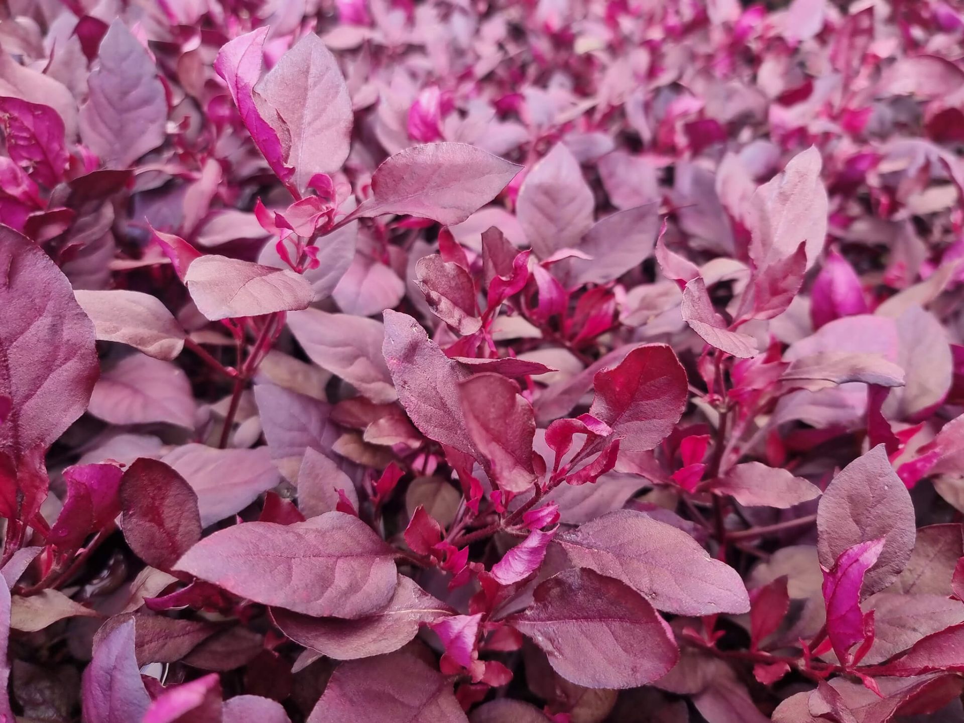 Alternanthera dentata Little Ruby PBR | Wholesale Nursery - Nurseries ...