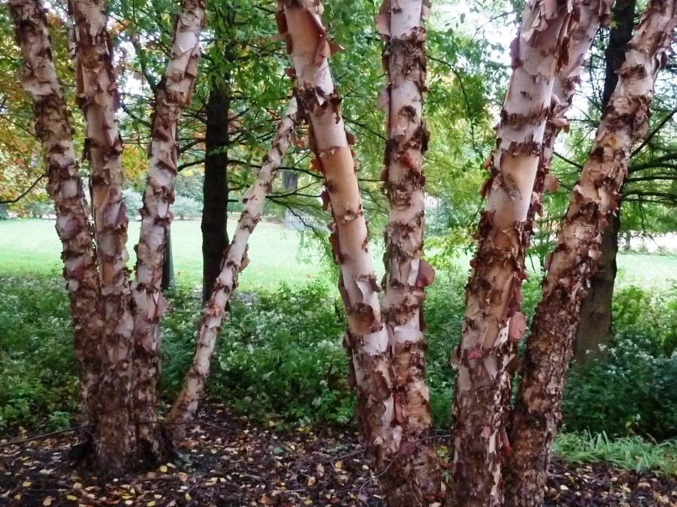 Betula nigra | Wholesale Nursery - Nurseries in Melbourne & Brisbane ...